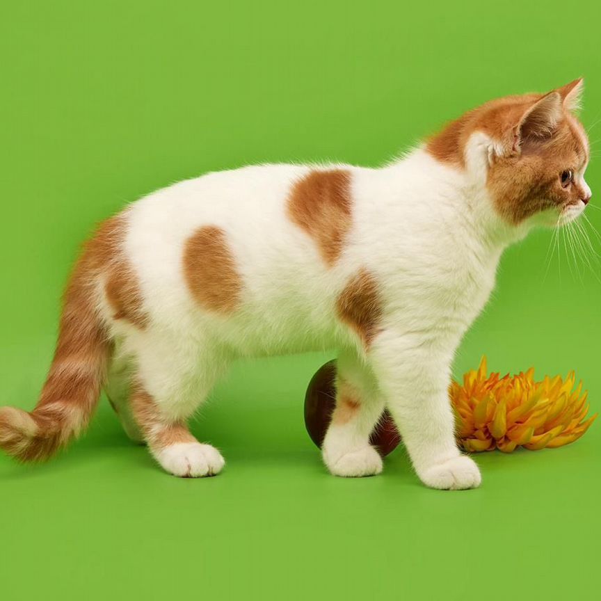 Британский кот