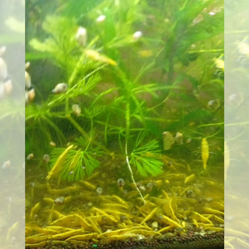 Меченосцы и неоновые креветки