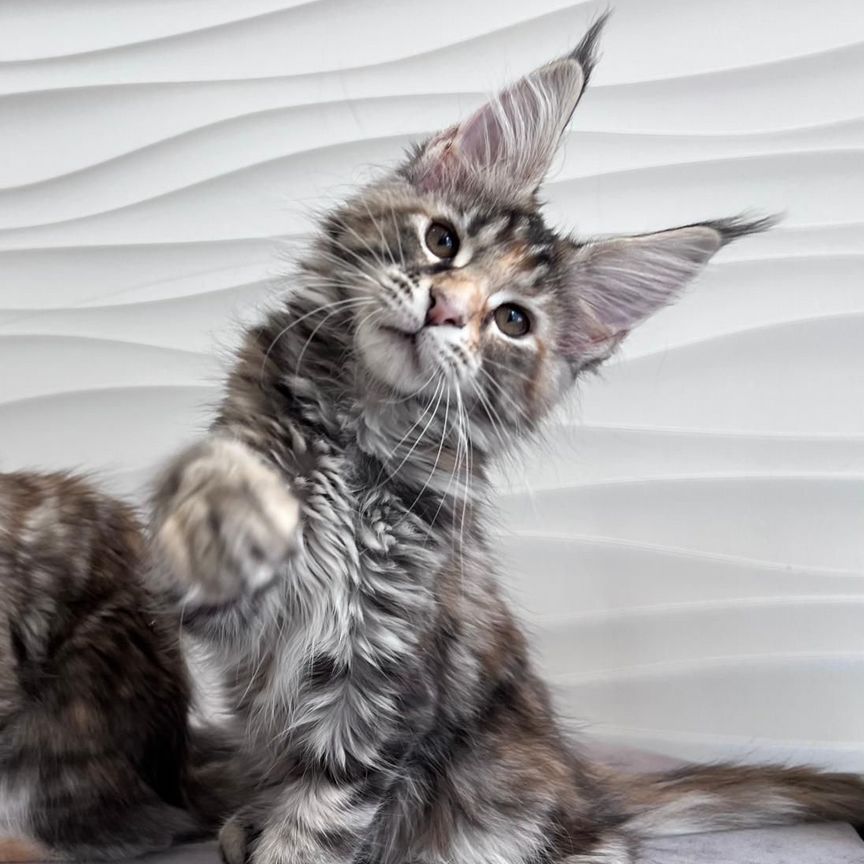 Котята мейн-кун