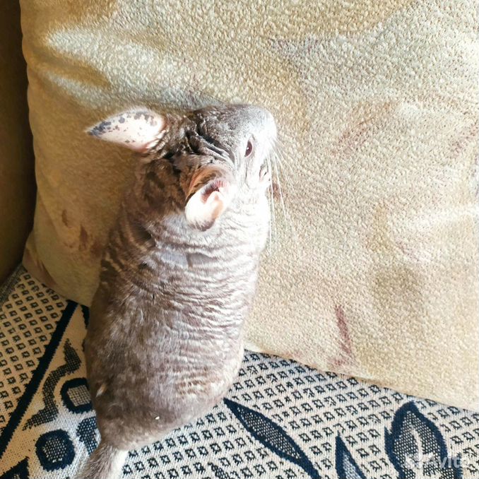 Отдам шиншиллу