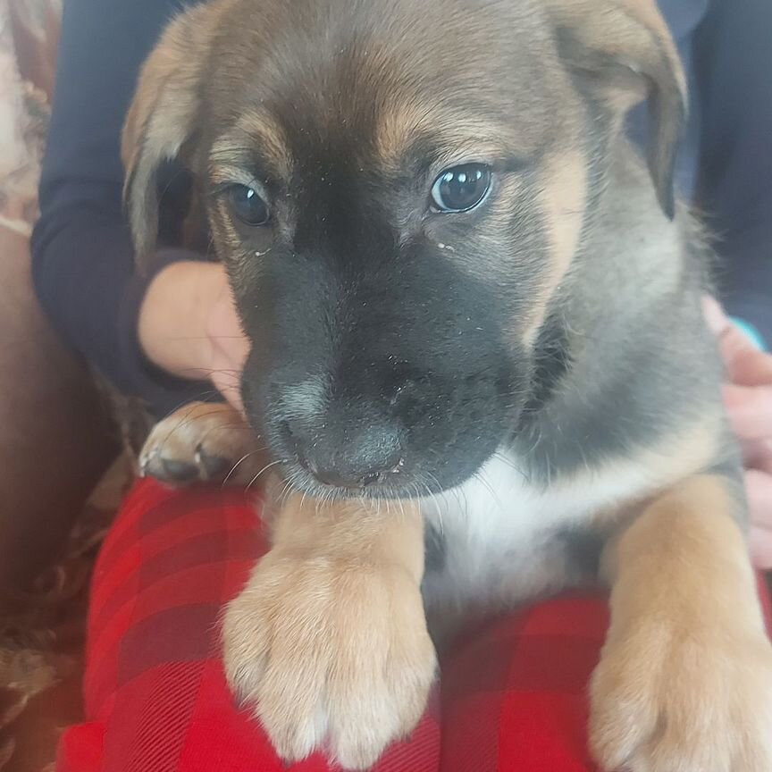 Домашние животные собаки щенки бесплатно