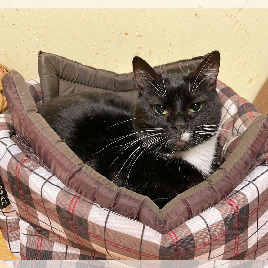 Кошечки из приюта ищут дом