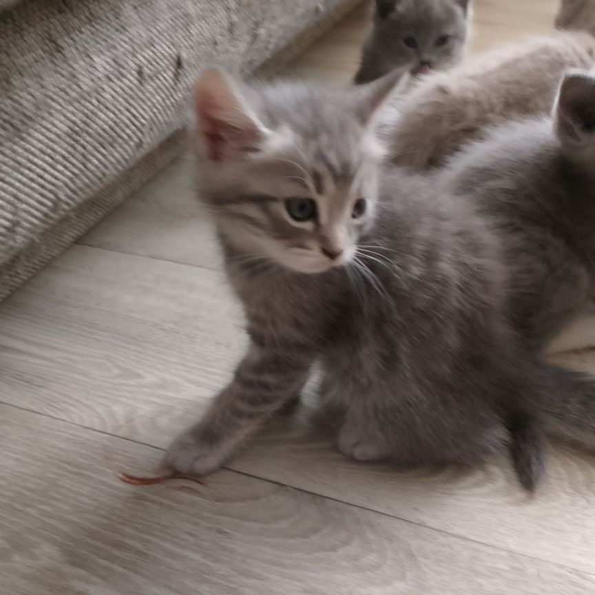 Котята в добрые руки бесплатно