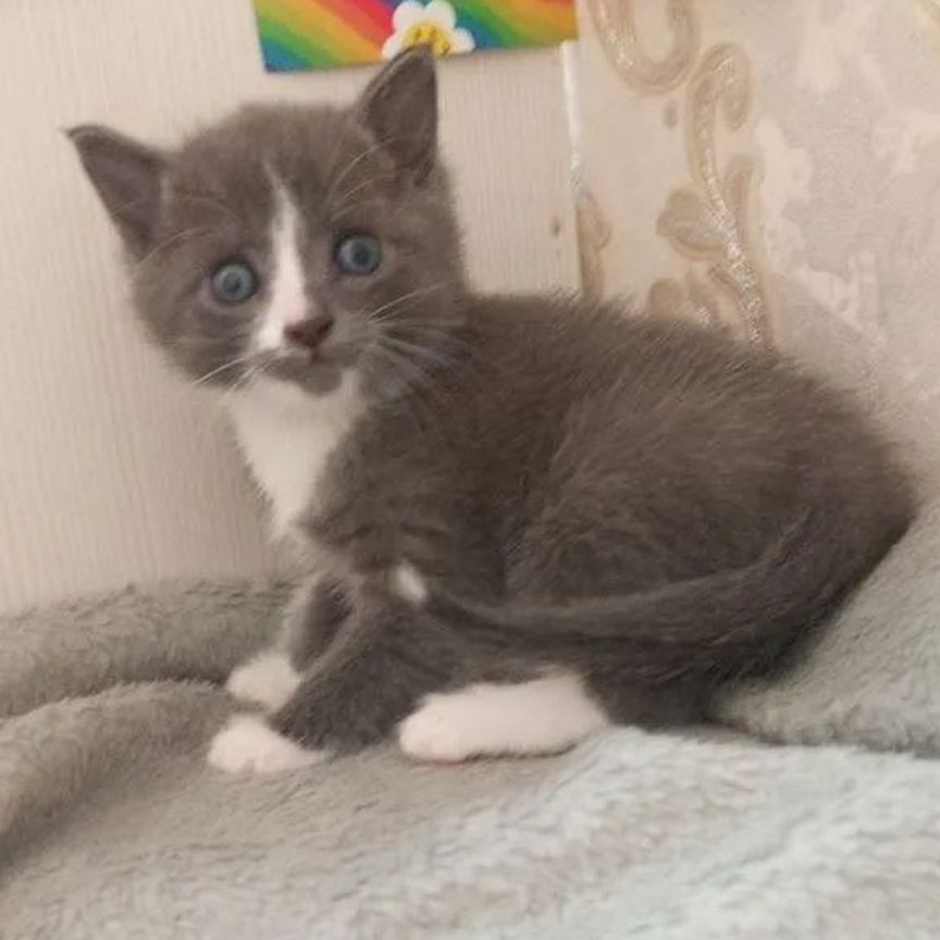 Котёнок в добрые руки