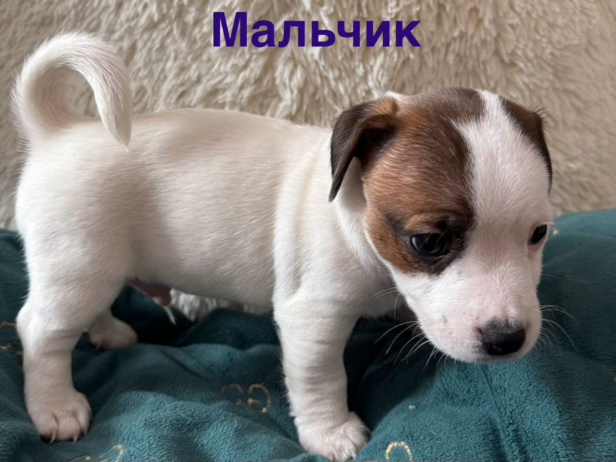 Щенки джек рассел терьер