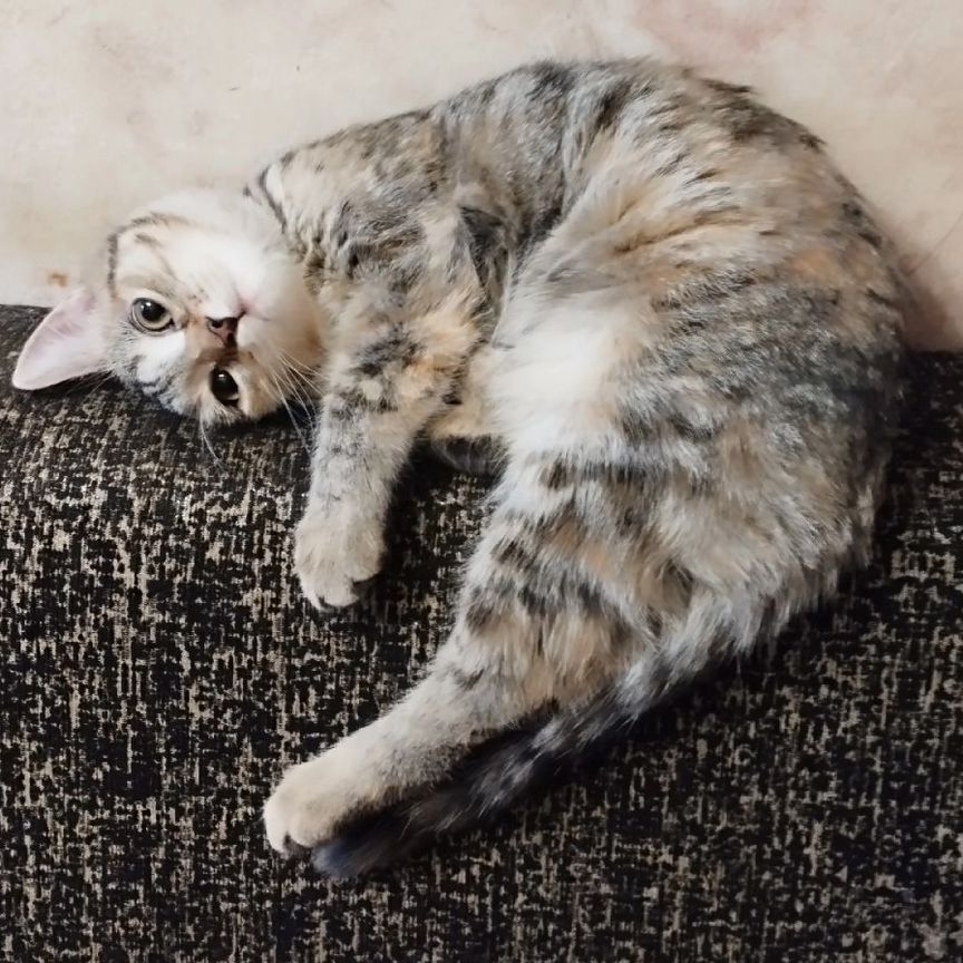 Кошечка