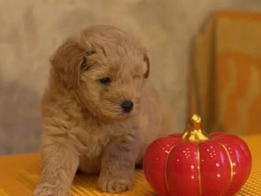 Мальтипу как в сказке