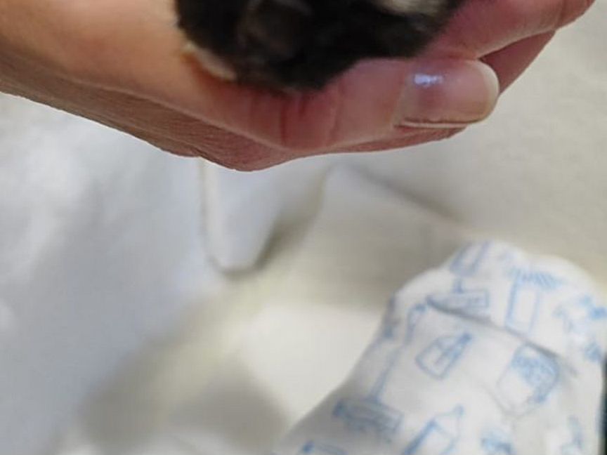 Отдадим в добрые руки, котят