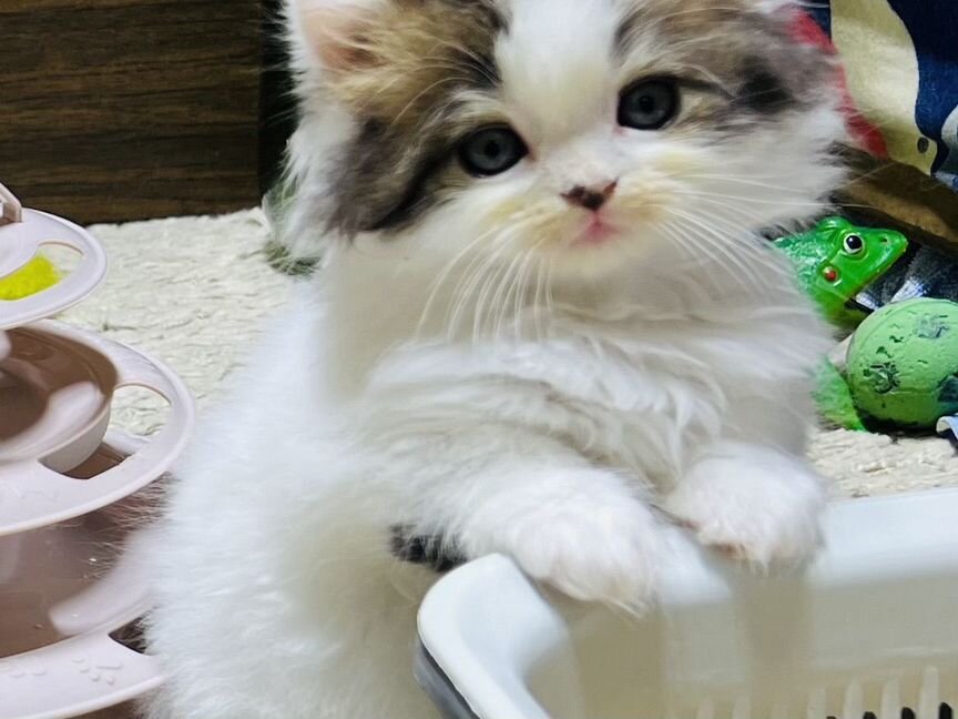 Котята Хайленд Страйт и Фолд