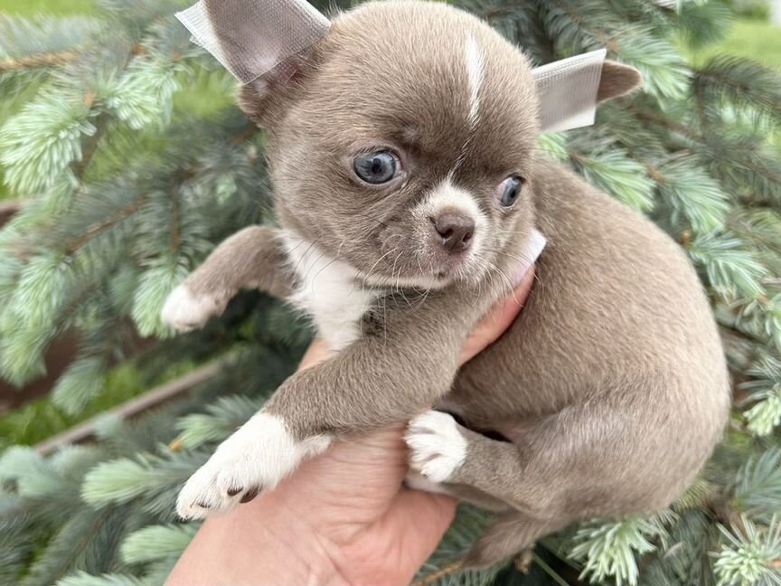 Чихуахуа девочка