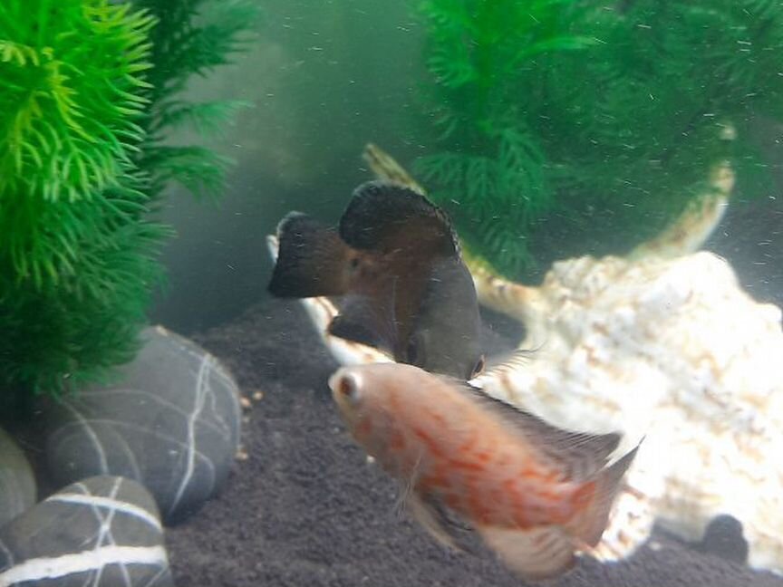 Астронотус