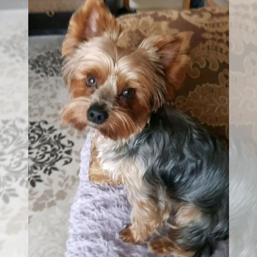 Йоркширский терьер девочка