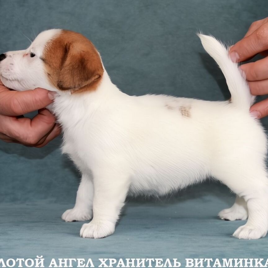 Джек-рассел-терьер, щенок