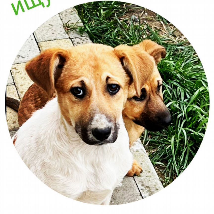 Щенок в добрые руки