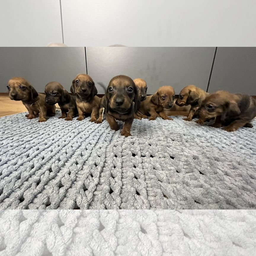 Такса, щенок