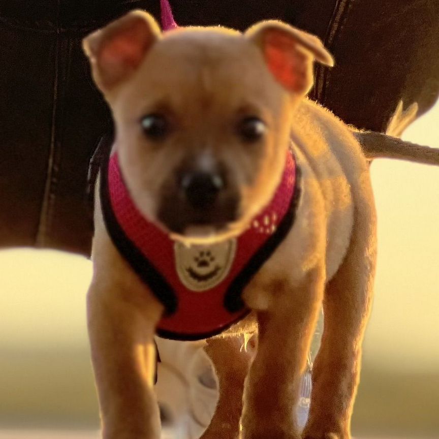 Стаффордширский терьер