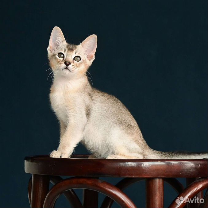 Мальчишка Пикачу серебрун