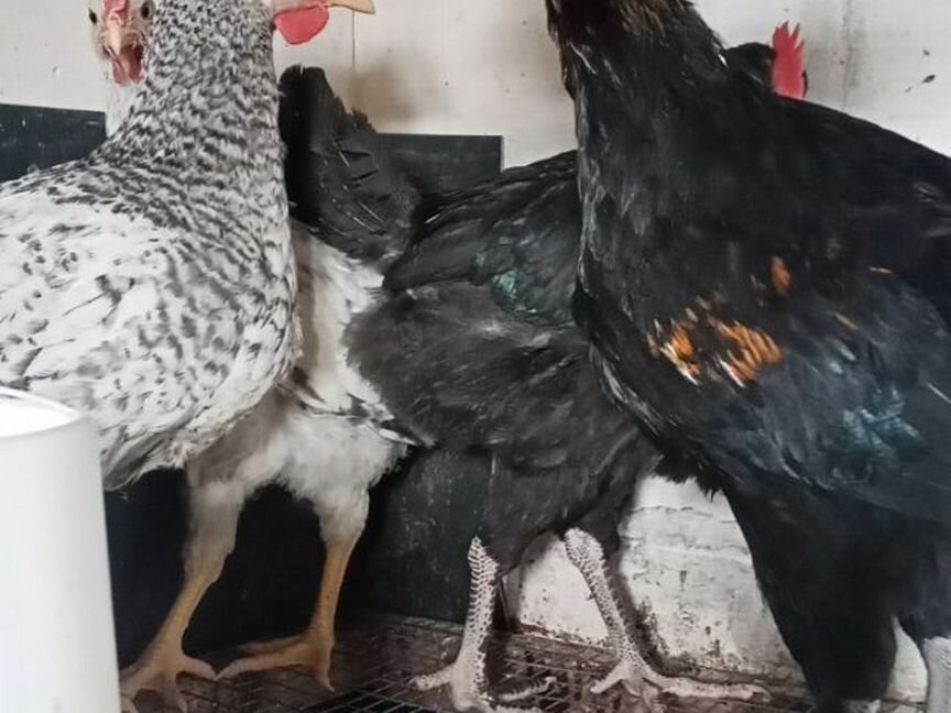 Цыплята. Молодые петухи