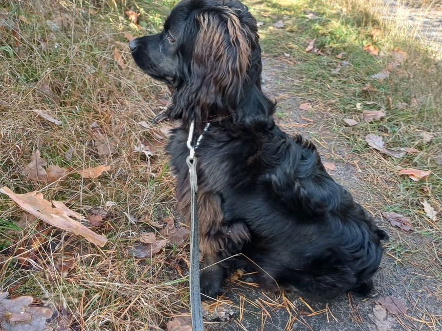 Собака в добрые руки