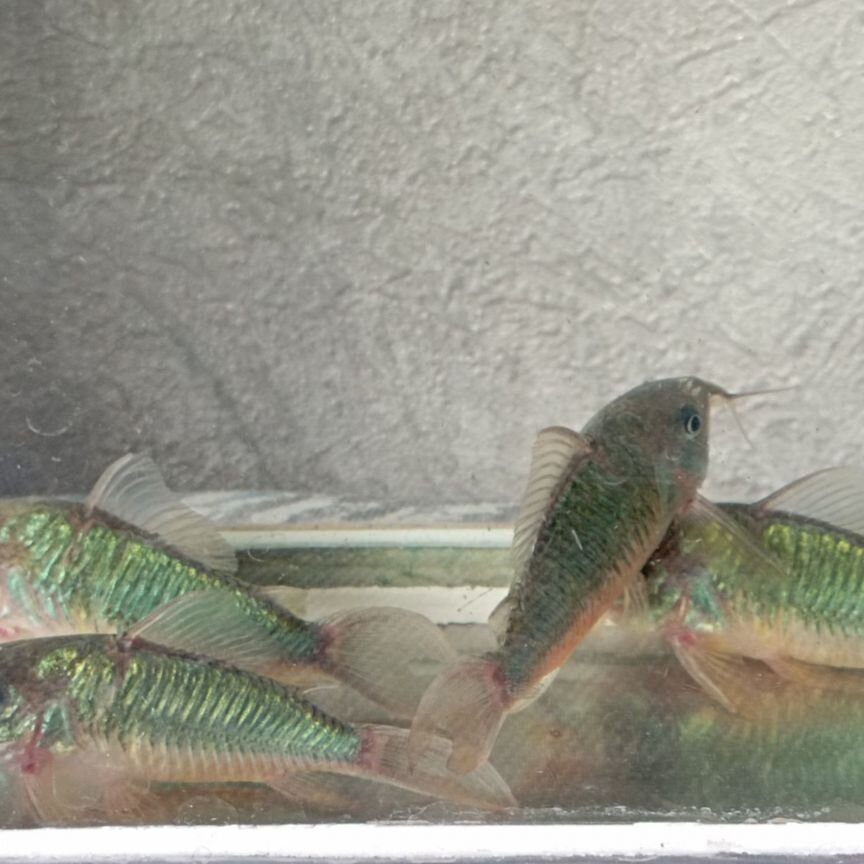 Сомики Брохисы (изумрудные)