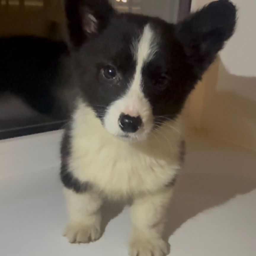 Вельш Корги Кардиган, щенок