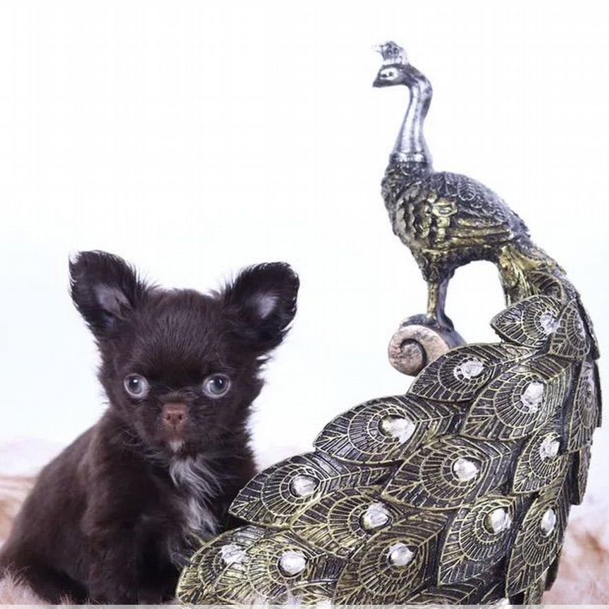 Чихуахуа, щенок