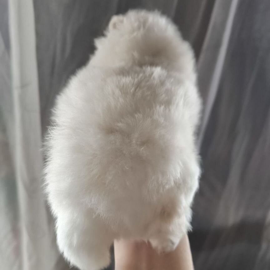 Померанский шпиц, щенок