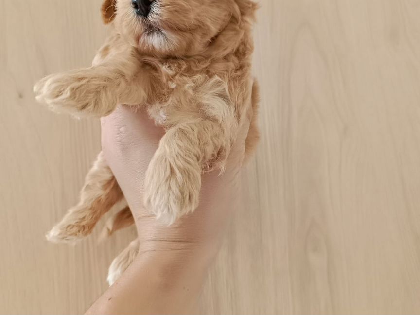 Мальтипу Ф1