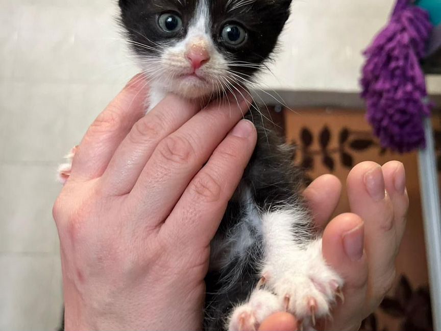 Ласковый котенок для души