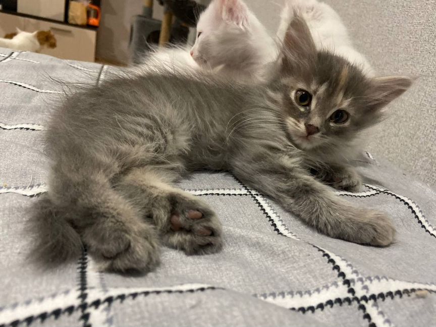 Котята в дар бесплатно