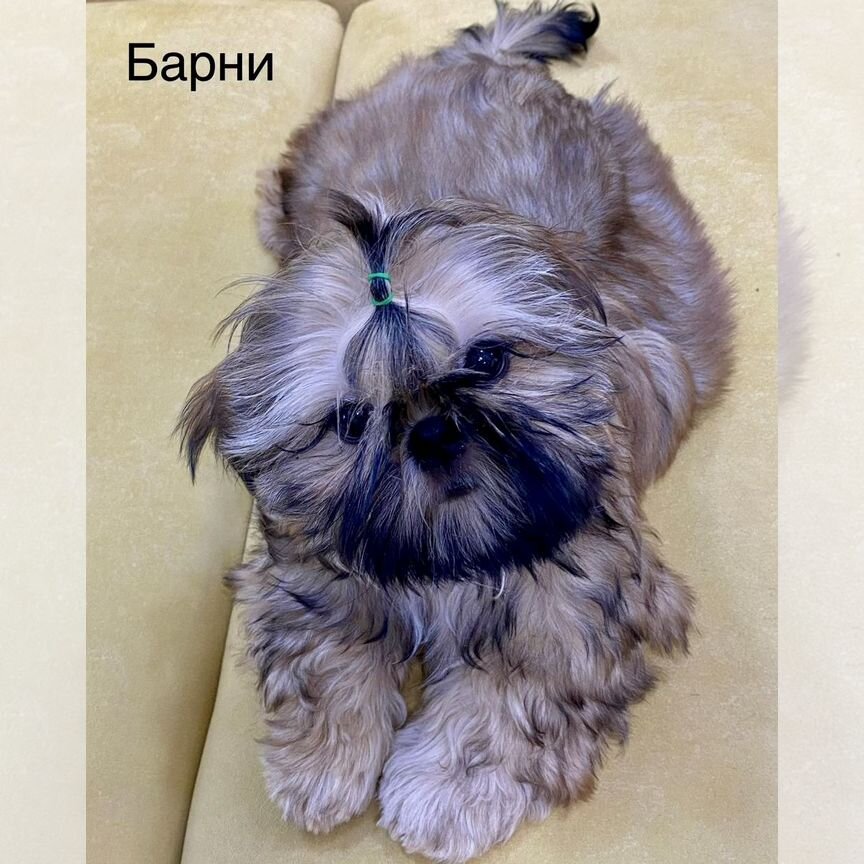 Щенки ши-тцу