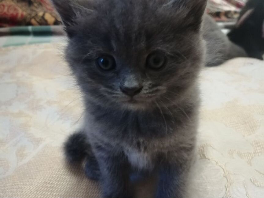 Британские котята в дар