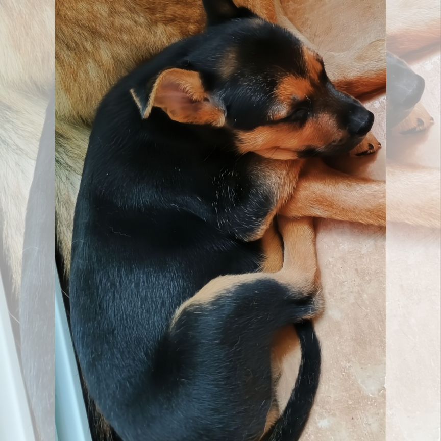 Щенок в добрые руки