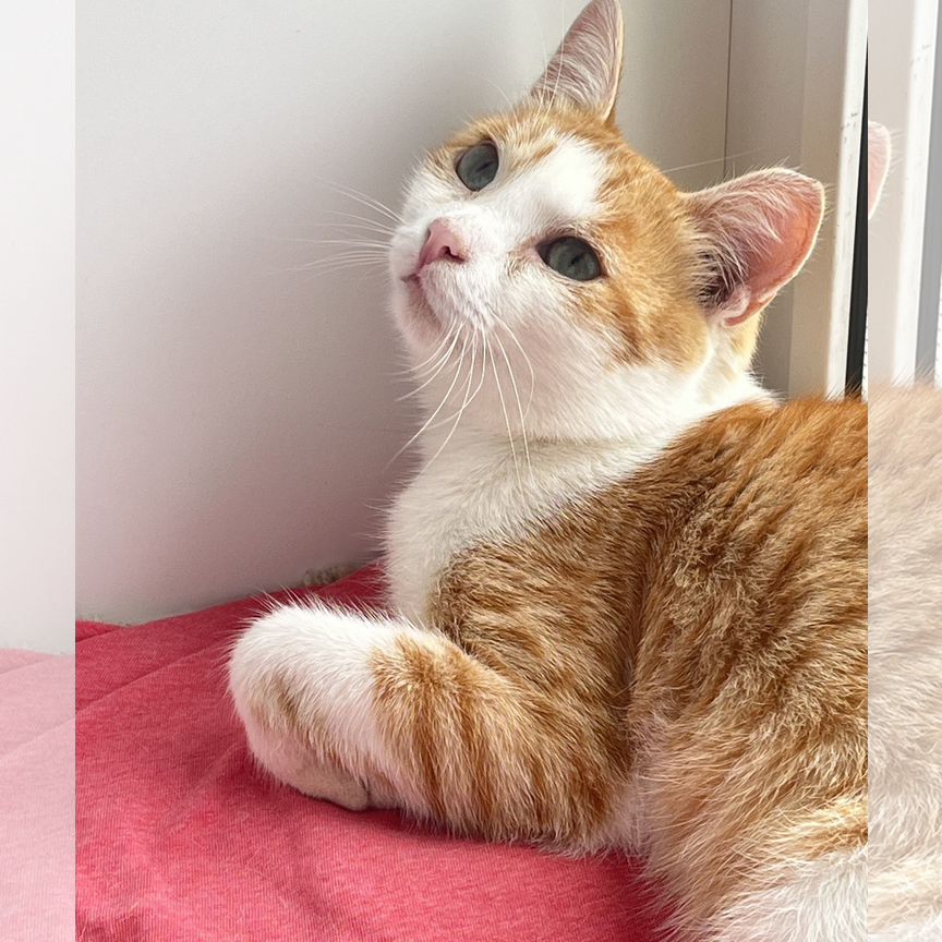 Молодой котик ищет дом