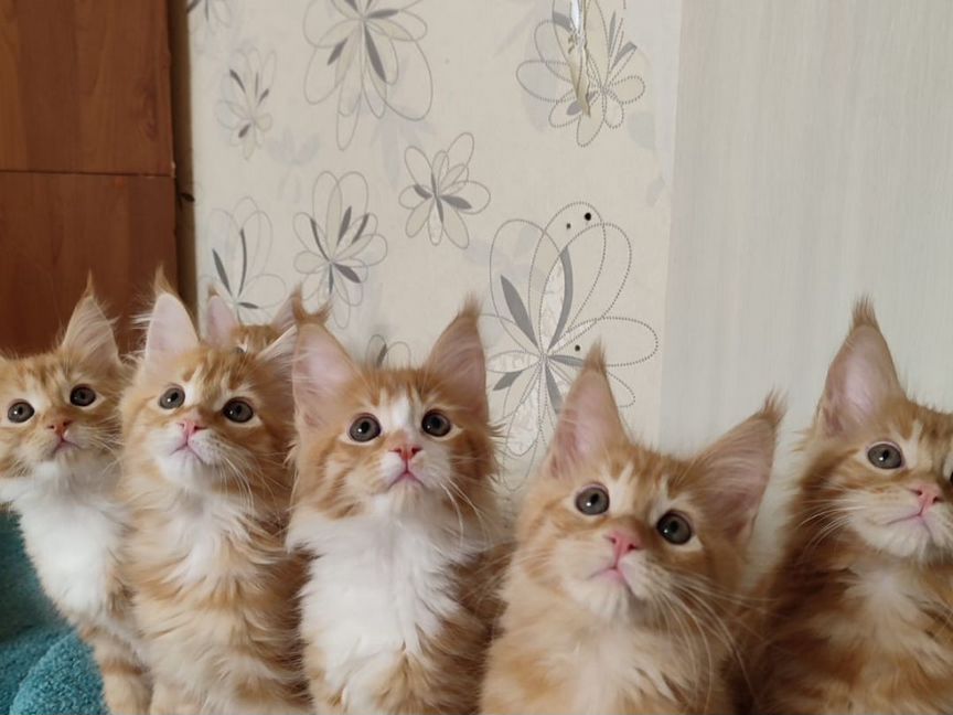 Котята мейн-кун рыжие