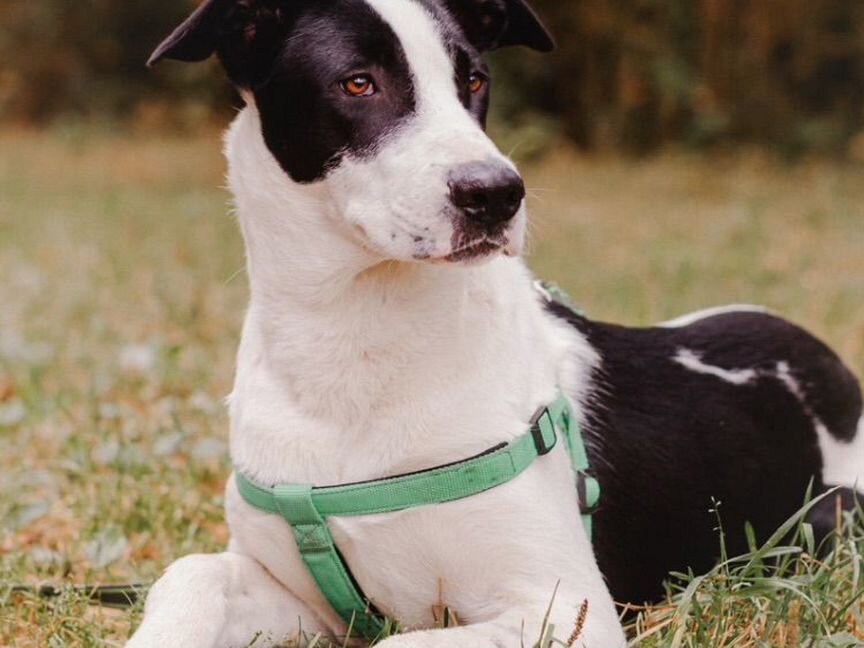 Ищем семью для молодого метиса Рэма