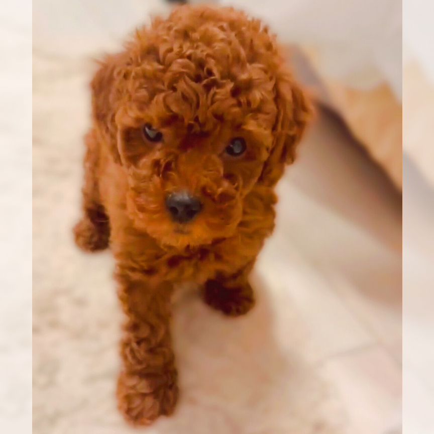 Той-пудель, щенок