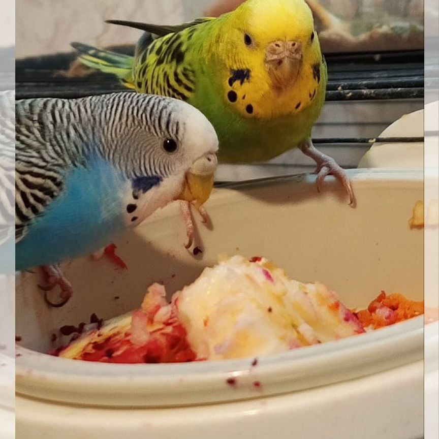 Волнистый попугай