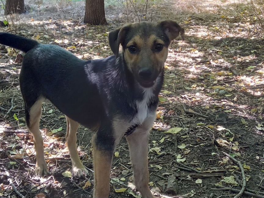 Почти овчарка Альма