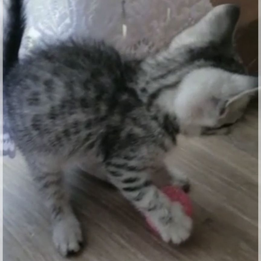 Британский короткошёрстный котёнок