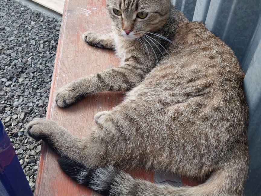 Котик в добрые руки