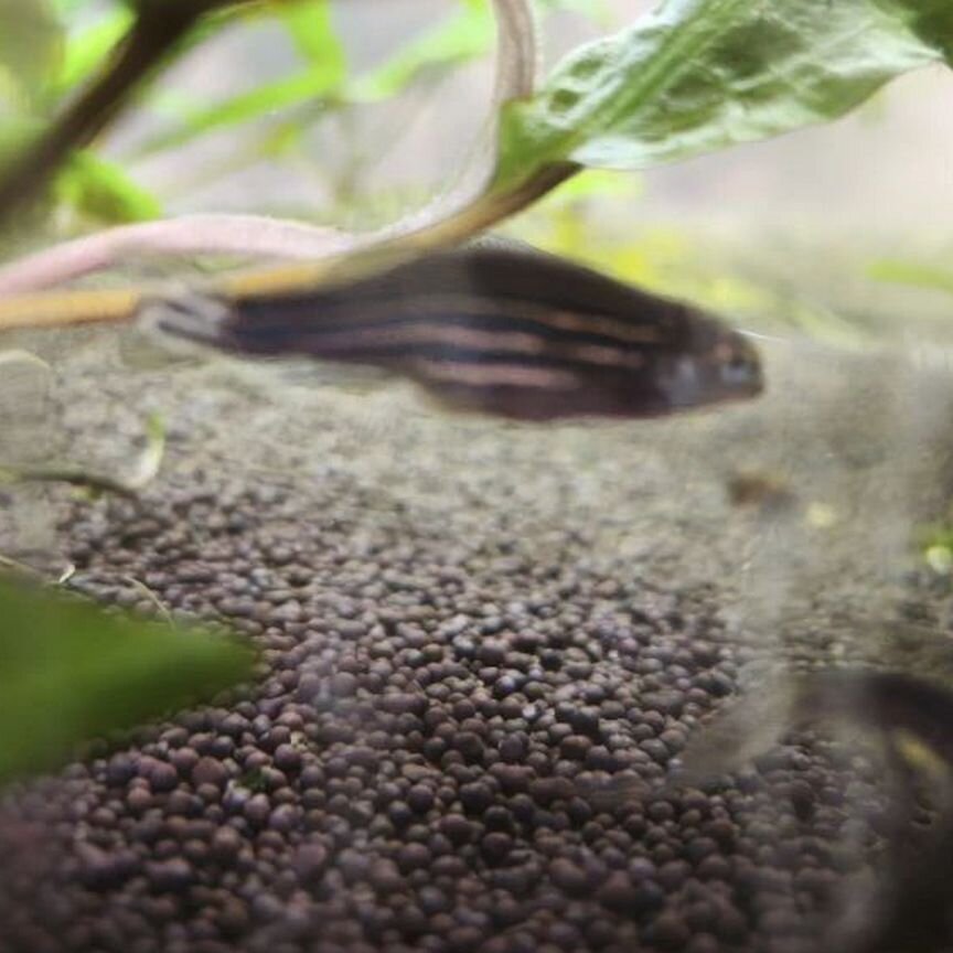 Аквариумные рыбки