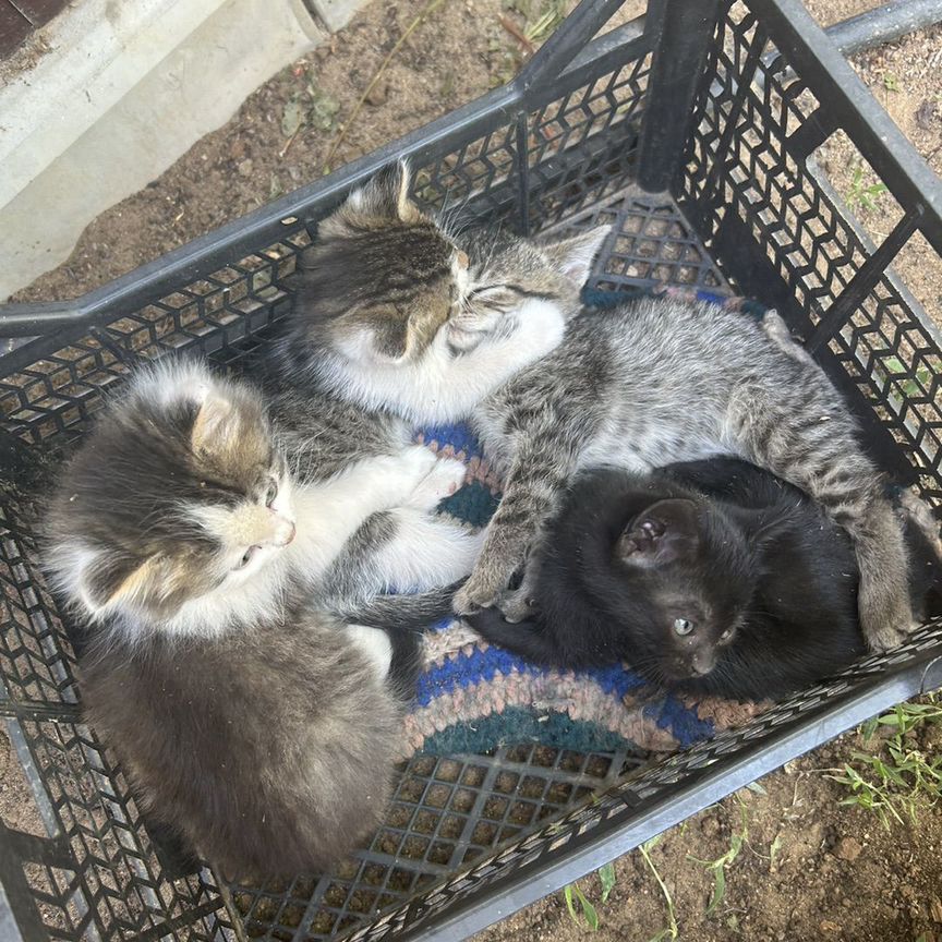 Котята безпородистые