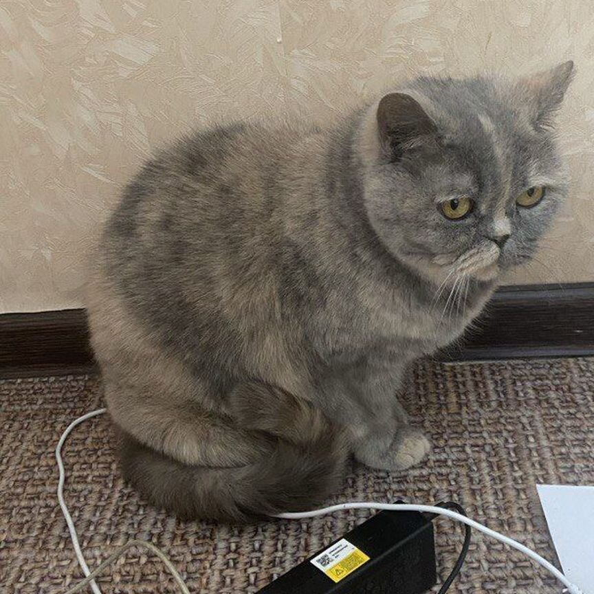 Британская короткошёрстная, взрослая кошка