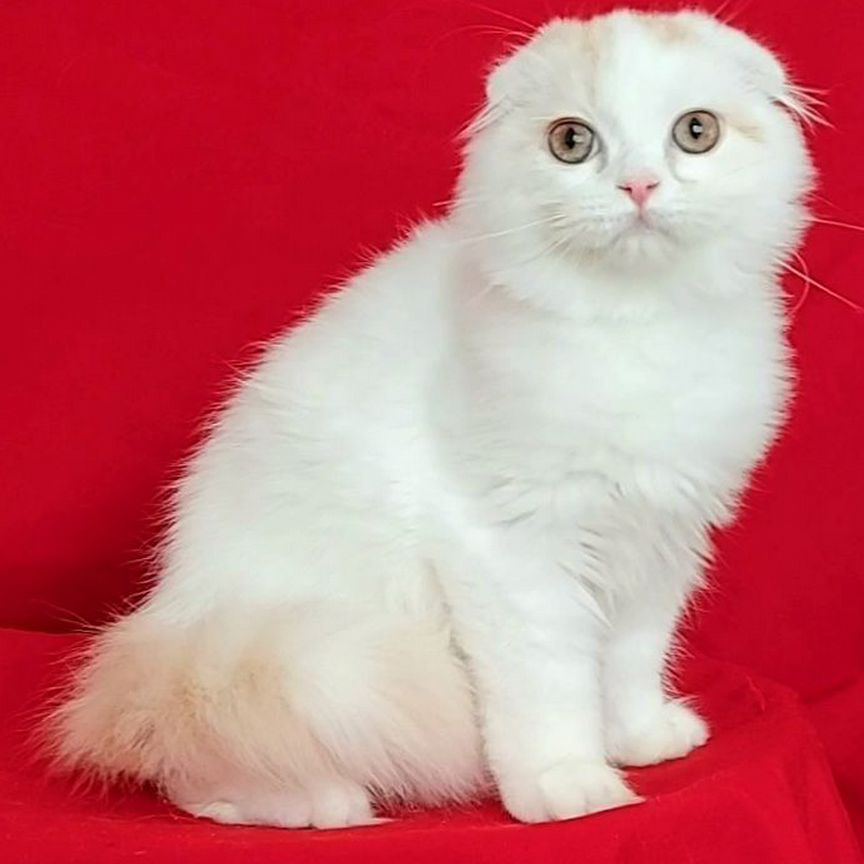 Котенок 3,5 месяца