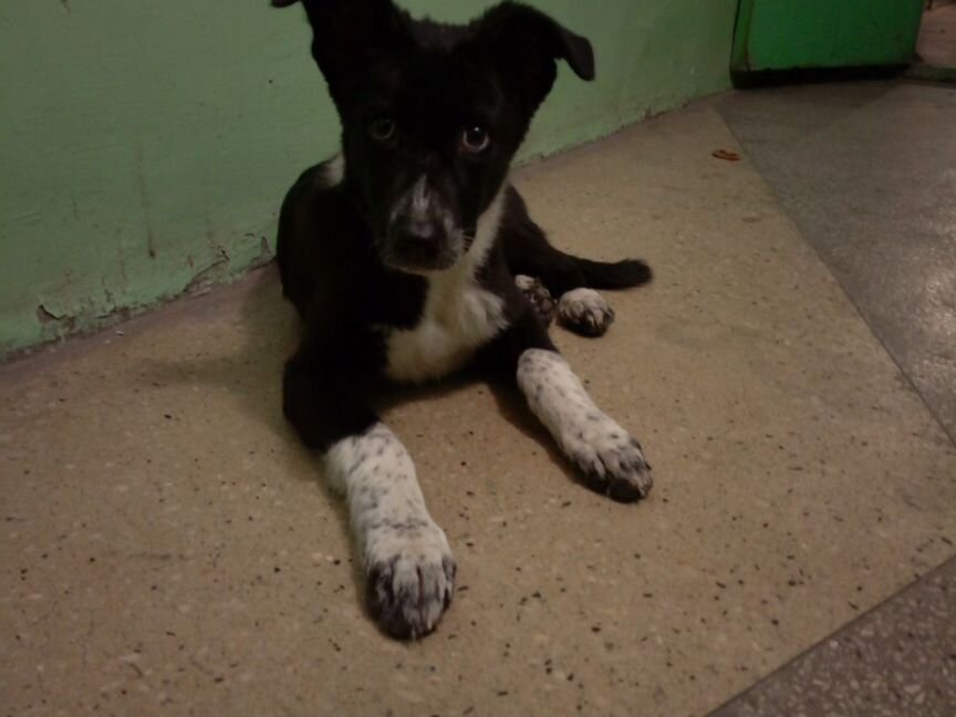 Щенок сидит в подъезде в добрые руки