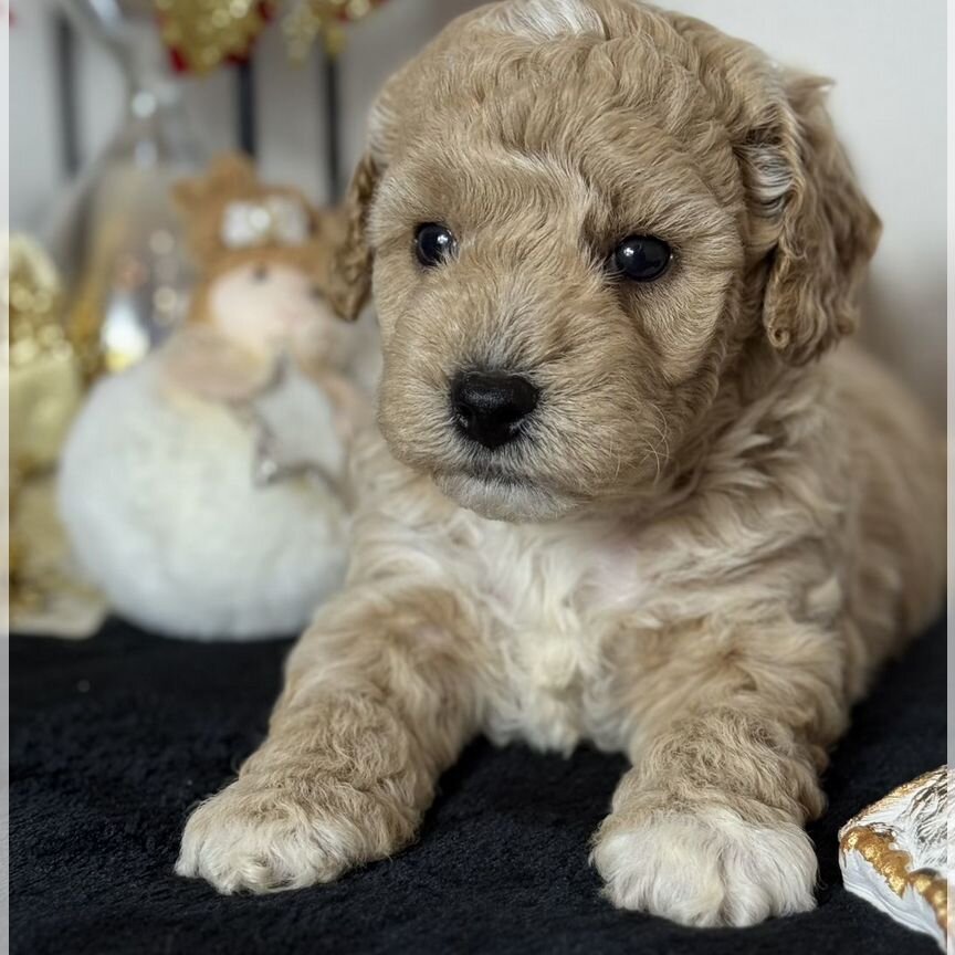 Мальтипу, щенок