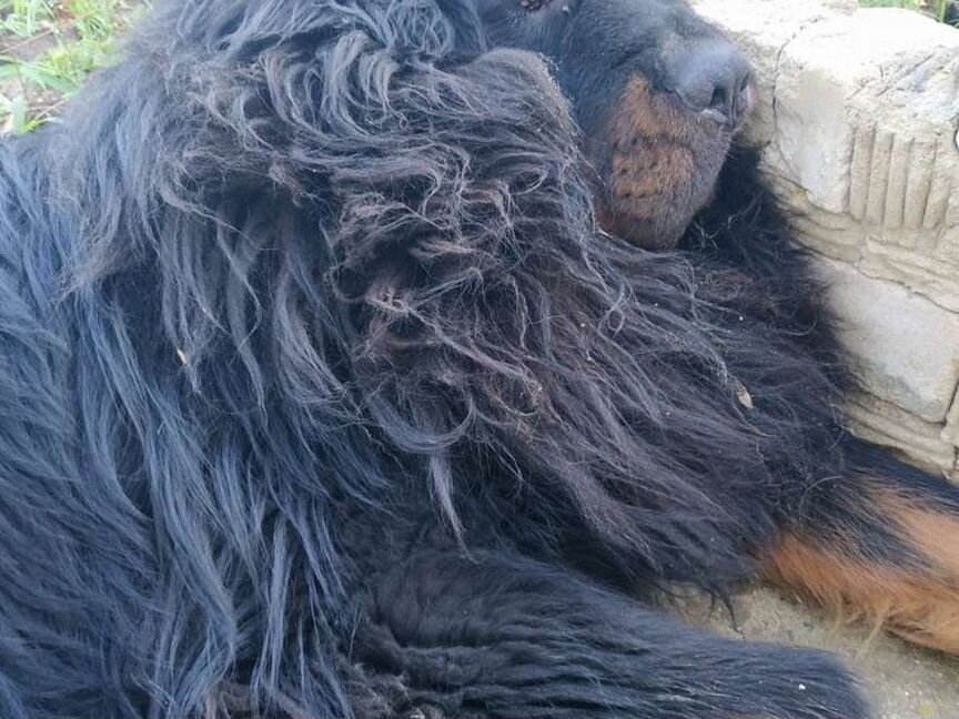 Пух-очес (тибетский мастиф)