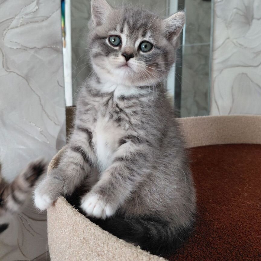Шотландский прямоухий короткошёрстный котёнок