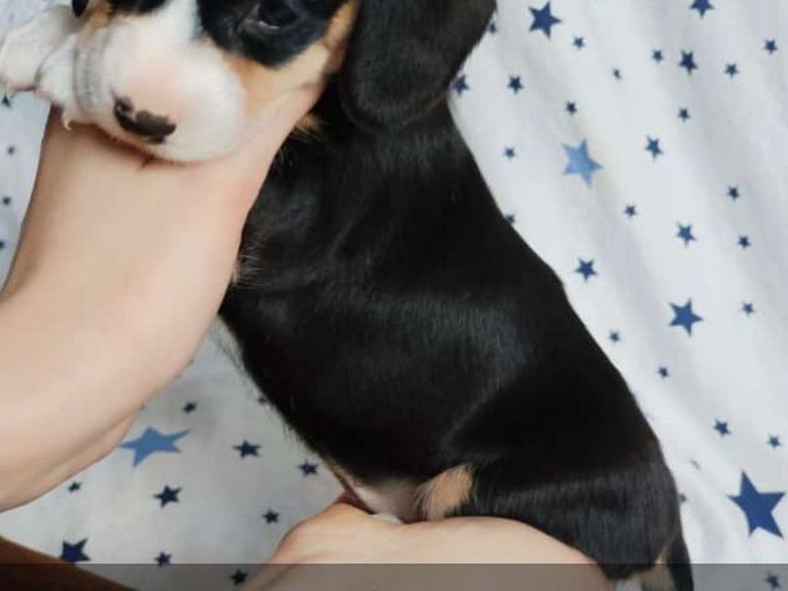 Мини счастье